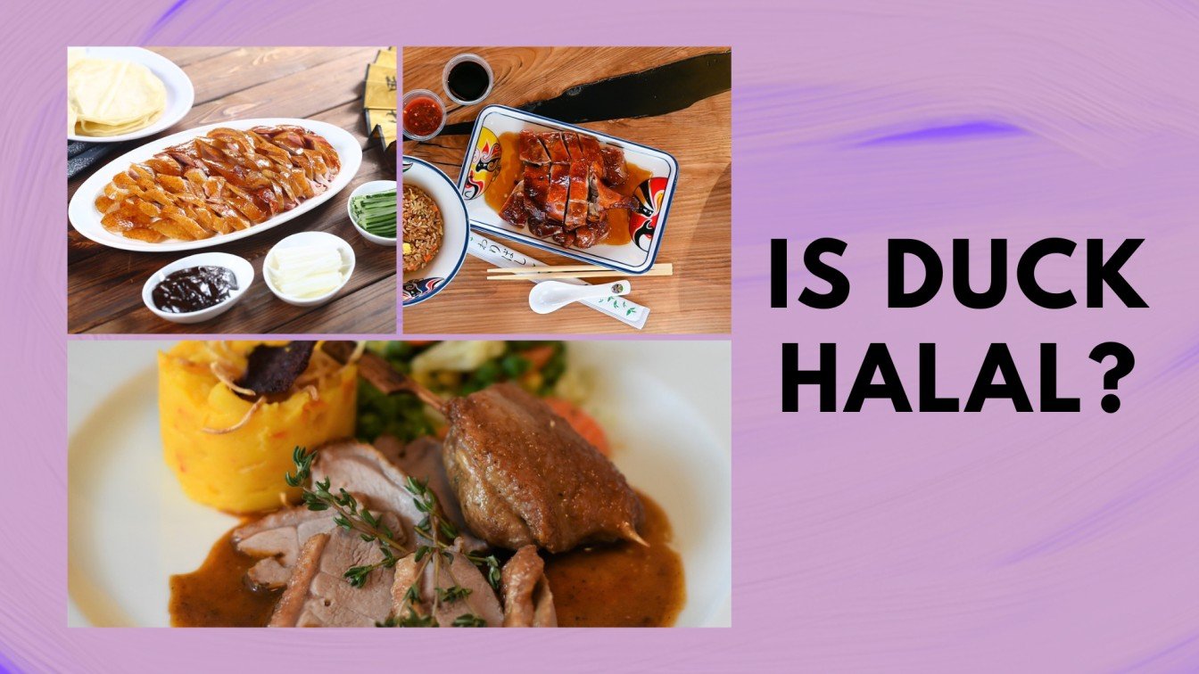 Is Duck Halal Halal Haram World