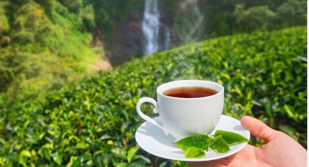 Is Tea Halal HalalHaramWorld Is Tea Halal HalalHaramWorld